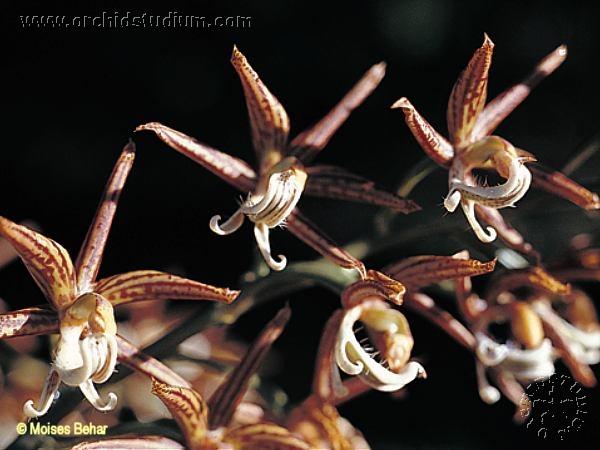 EXPOR ORQUIDEAS.COM: Clowesia - Mormode - Cycnoches