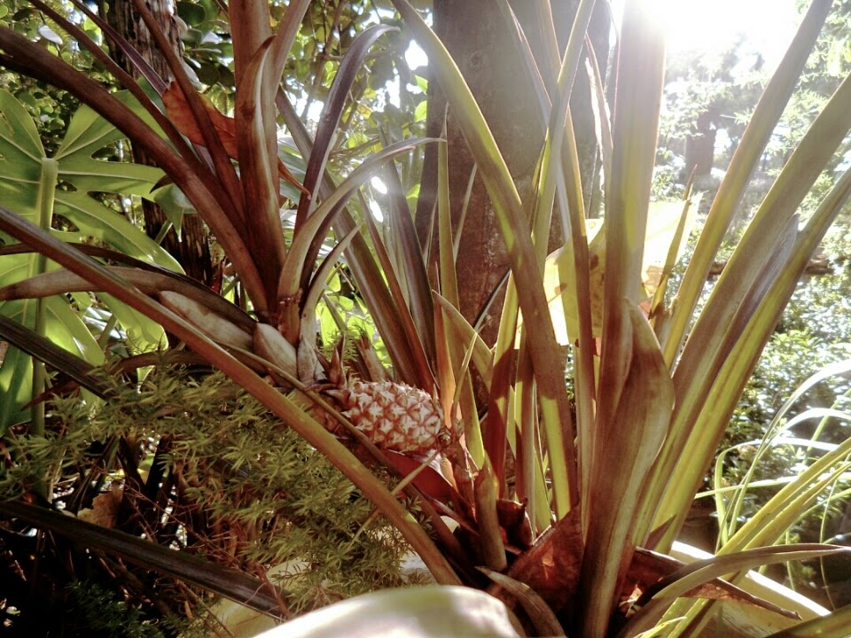 Biologando: biologando sobre as folhas ;)