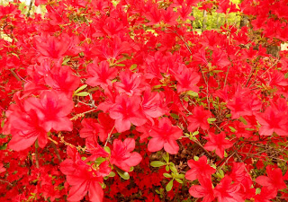 Orange explains it all: National Arboretum Azalea Collection