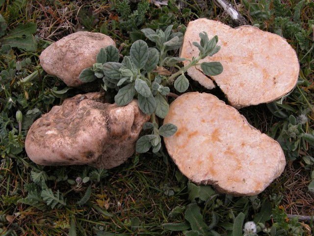 Diario de un granjero de ciudad: Papa cría o trufa del desierto ...