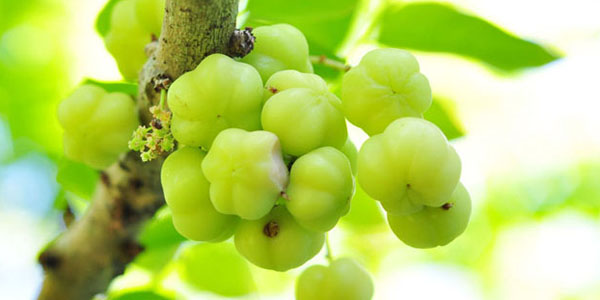 Santa Marta, sus especies vegetales : GROSELLA (Phyllanthus acidus)