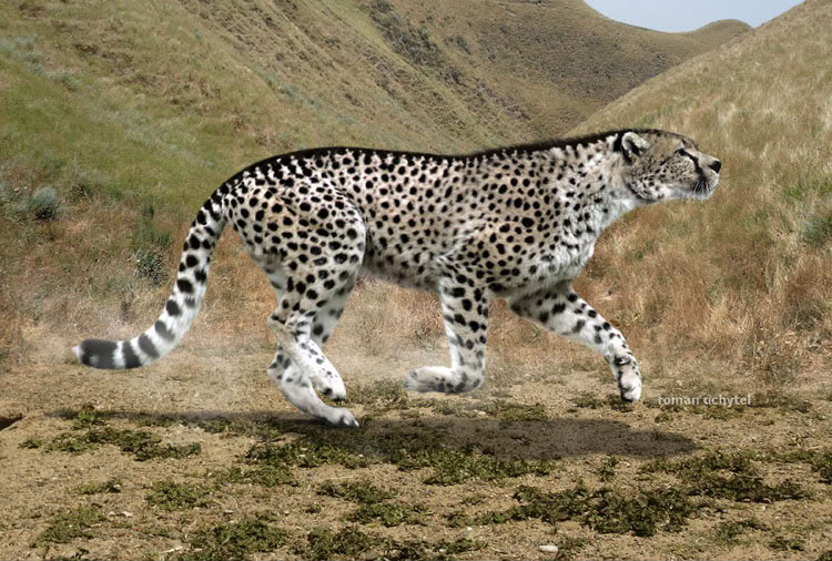 Giant cheetah - Alchetron, The Free Social Encyclopedia