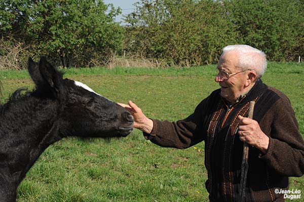 Percheron International: Élevage Paul et Thomas Cosme