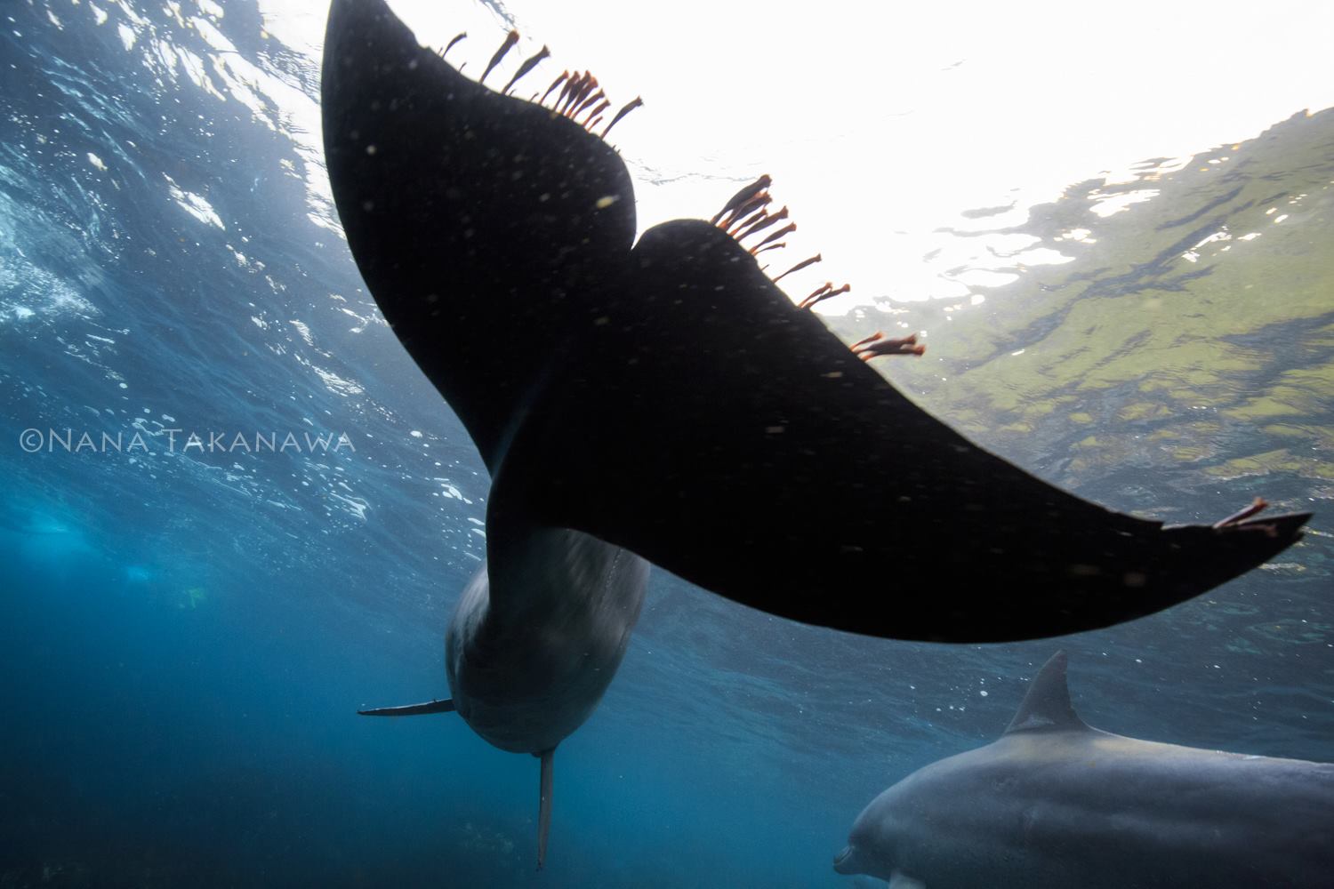 水中写真家・ 高縄奈々のブログ: エボシフジツボ／Xenobalanus globicipitis