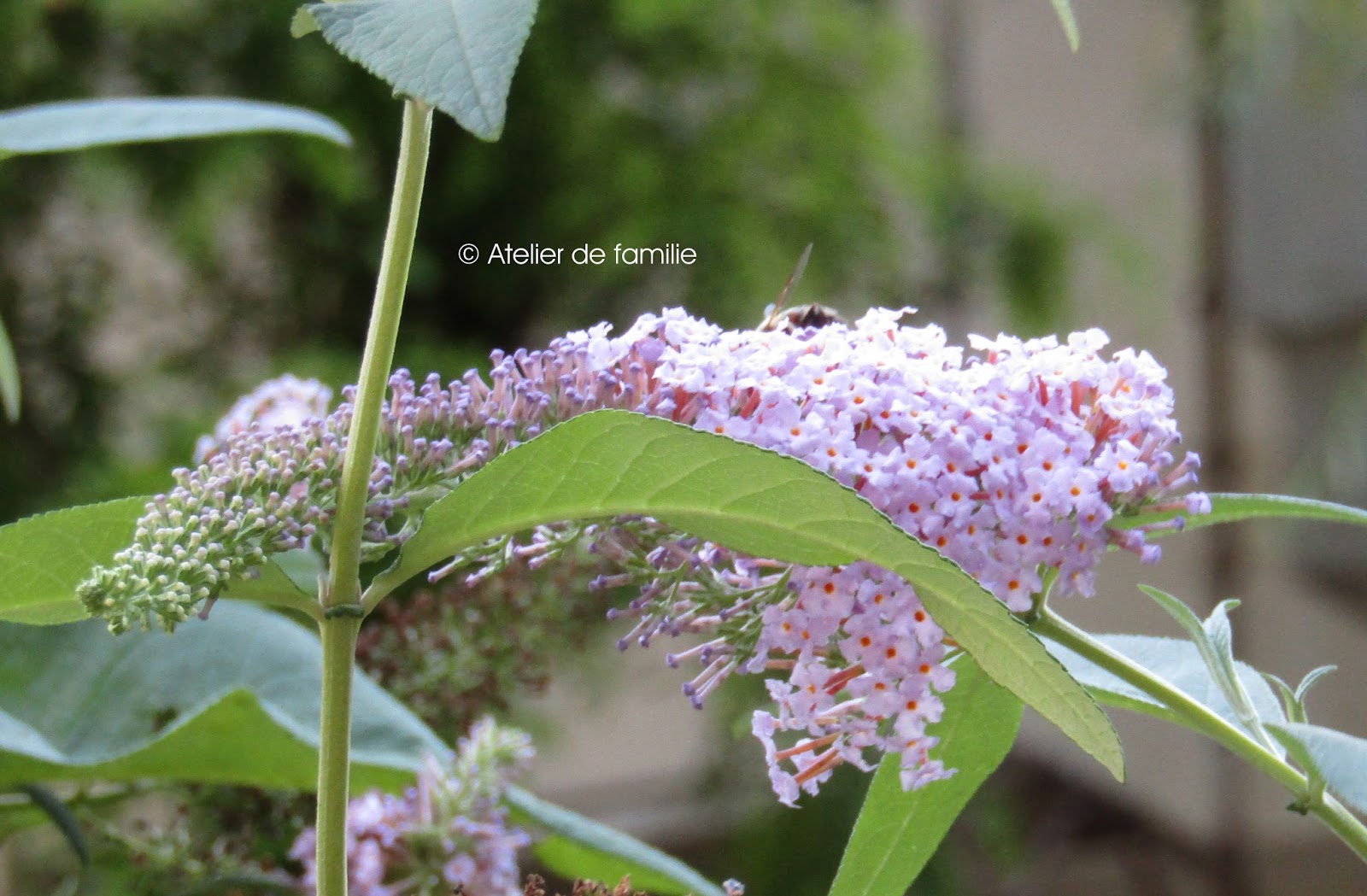 Liliacul de vară ~ Atelier de familie