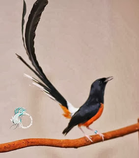 Cách phân biệt chích chòe lửa trống mái ~ Ganoi.club