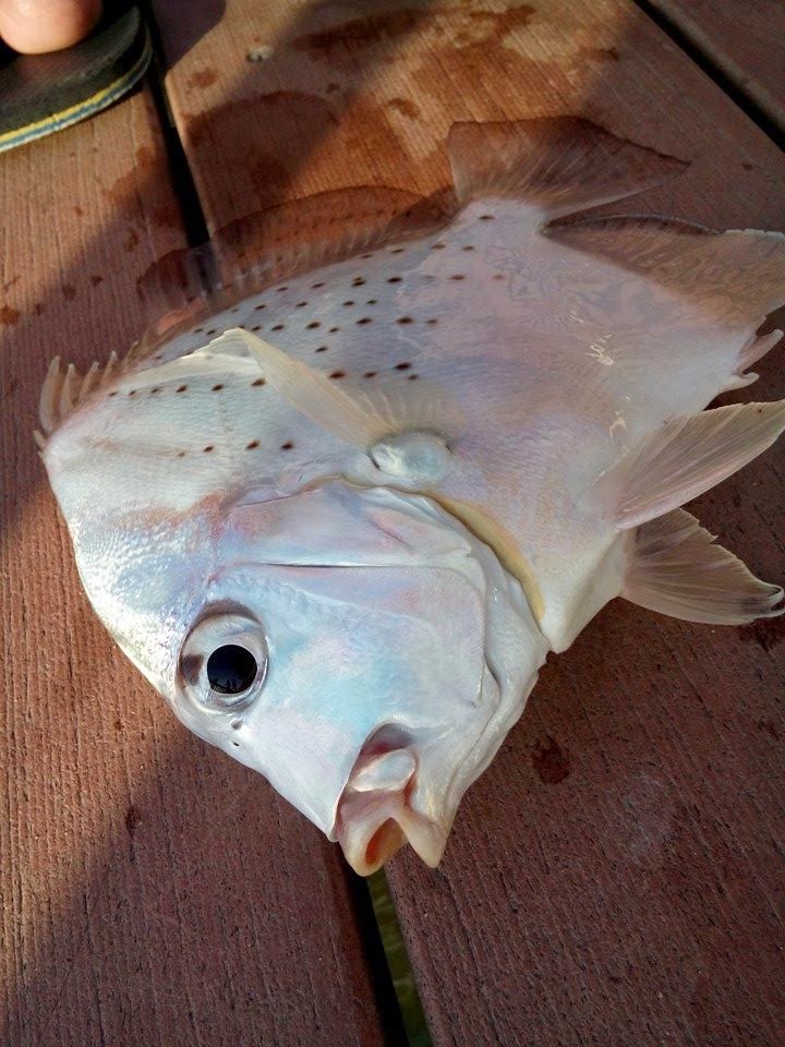 Changi beach Catch report ~ Fishing Kims