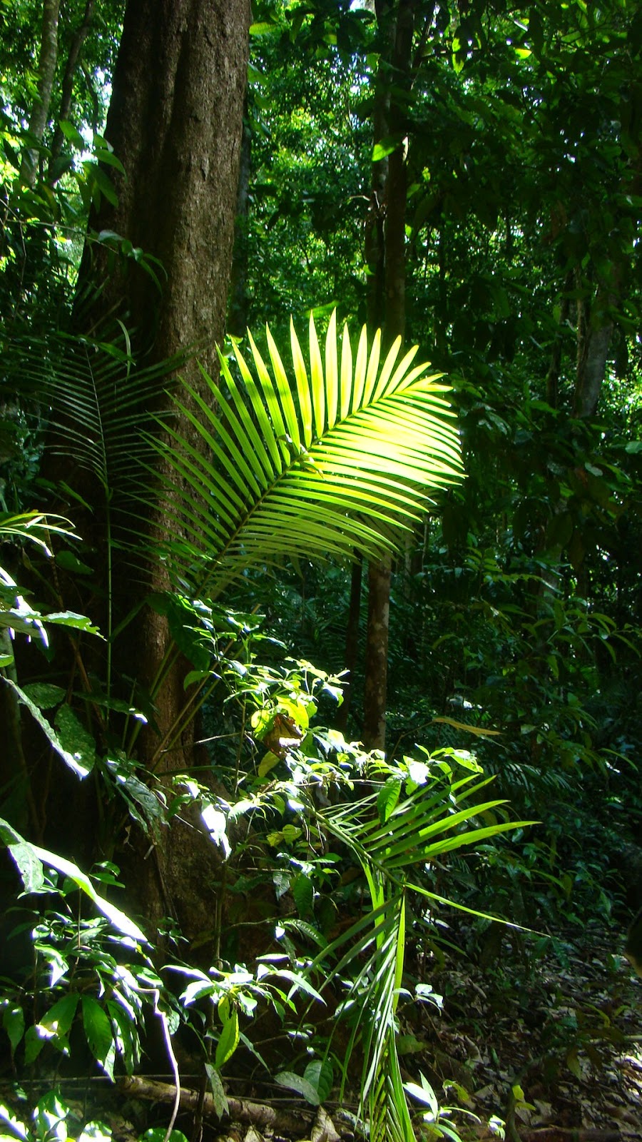 Mezze Moments: The Daintree Rainforest