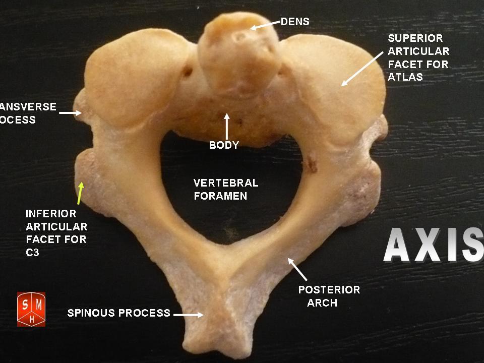 REHABILITANDO EL CONOCIMIENTO CON LA DRA. LAURA: ANATOMÍA DE LA COLUMNA ...