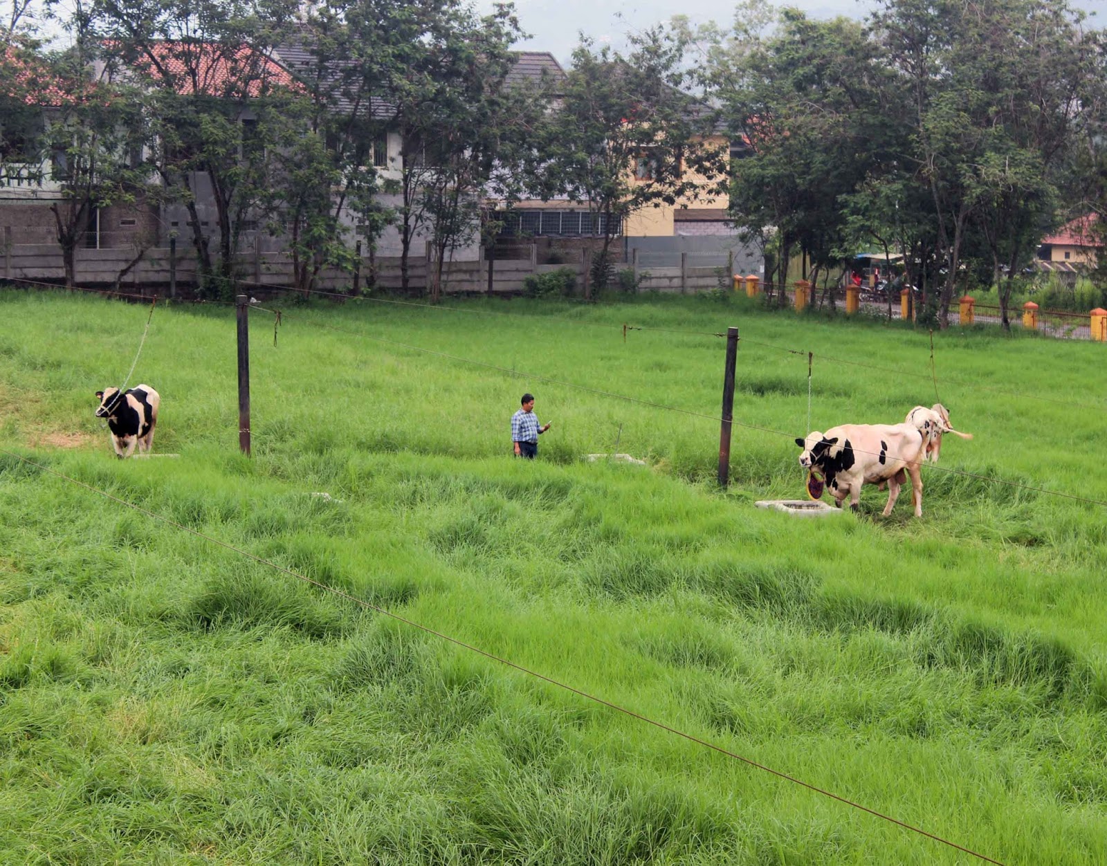 BIB Lembang Luncurkan Pejantan Unggul Sapi Perah Nasional Periode II B ...