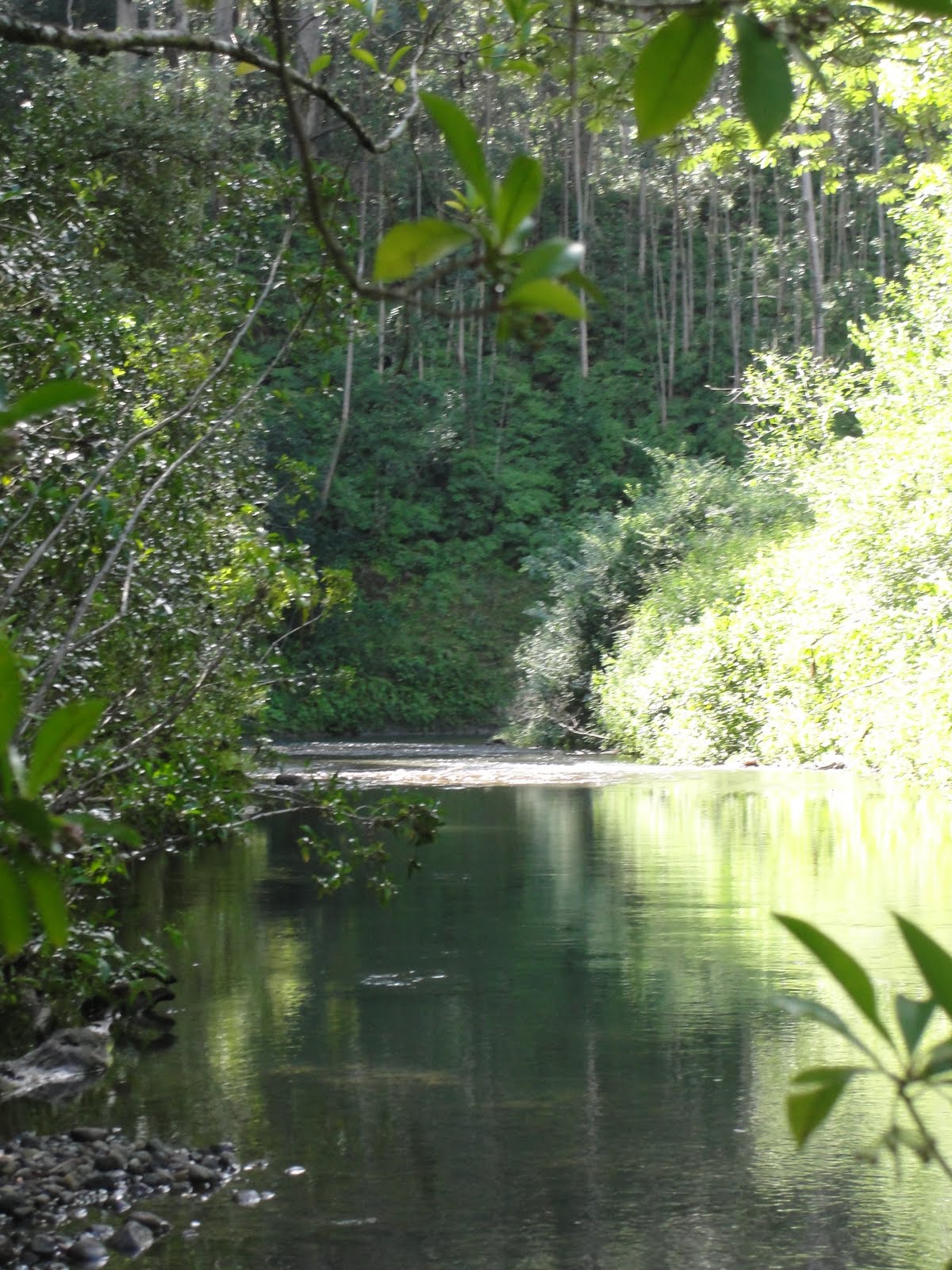 808 Hiker Hui: Wahiawa Loop Trail 12/ 2011