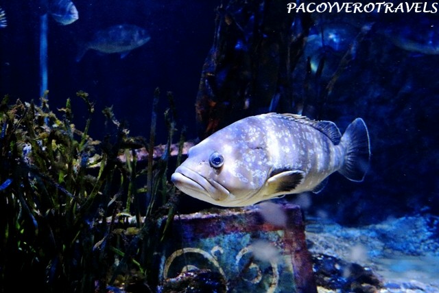 Sea Life Benalmádena, visitando el acuario de Málaga | Viajar con niños ...