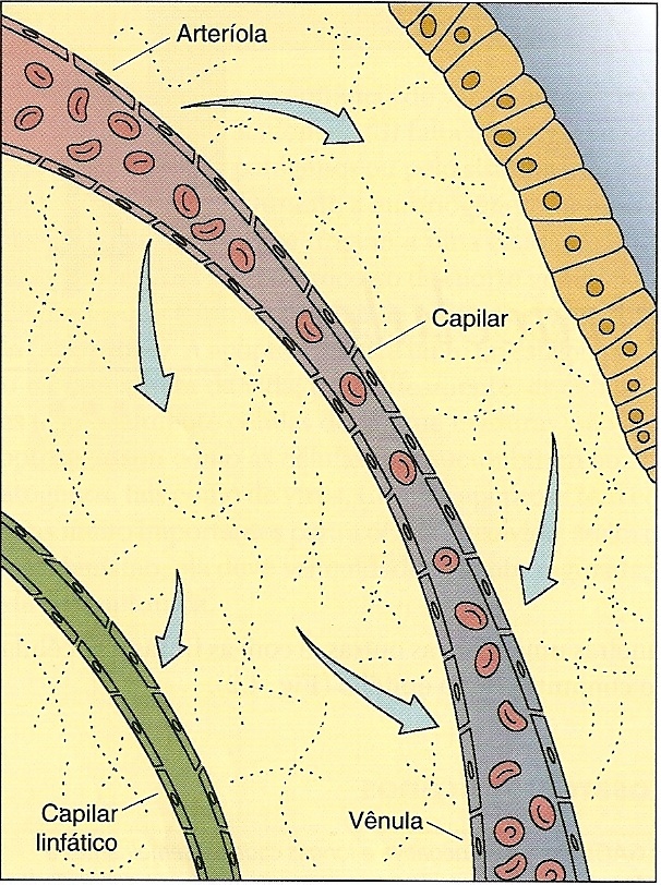 HistoPharma : Matriz Extracelular do Tecido Conjuntivo