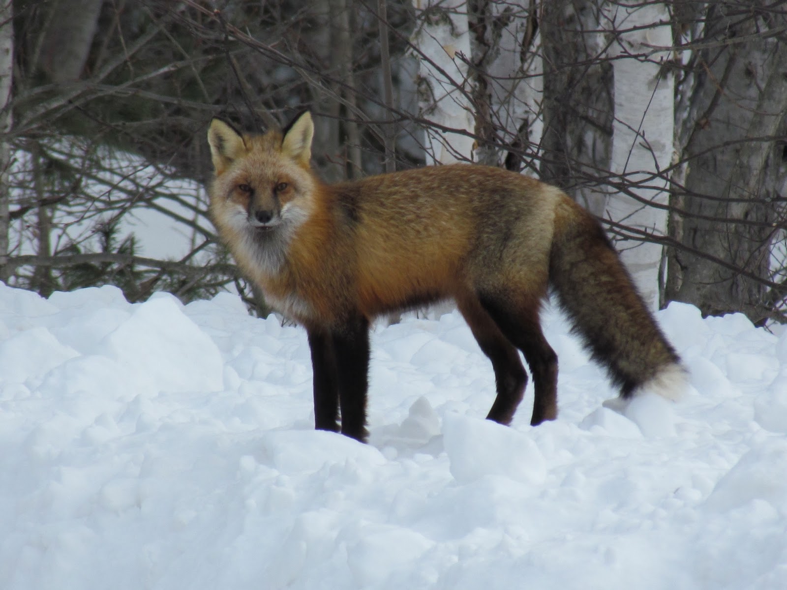 Primarily pets: Seen in northern Ontario