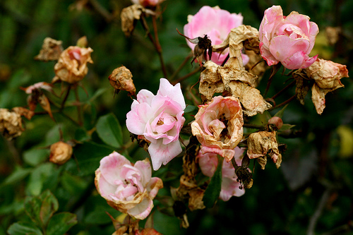 My Daily Jenn-ism: Mary, Mary, Quite Contrary.... How does your garden ...