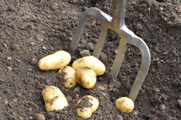 Aardappelen rooien: Advies & tips bij het oogsten | Aardappel Blog