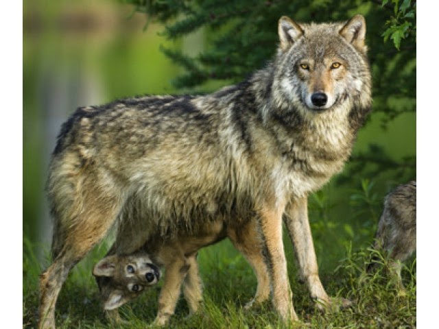 ANIMALE DOMESTICE SI SALBATICE DIN TOATA LUMEA: lupul-canis lupus-linne