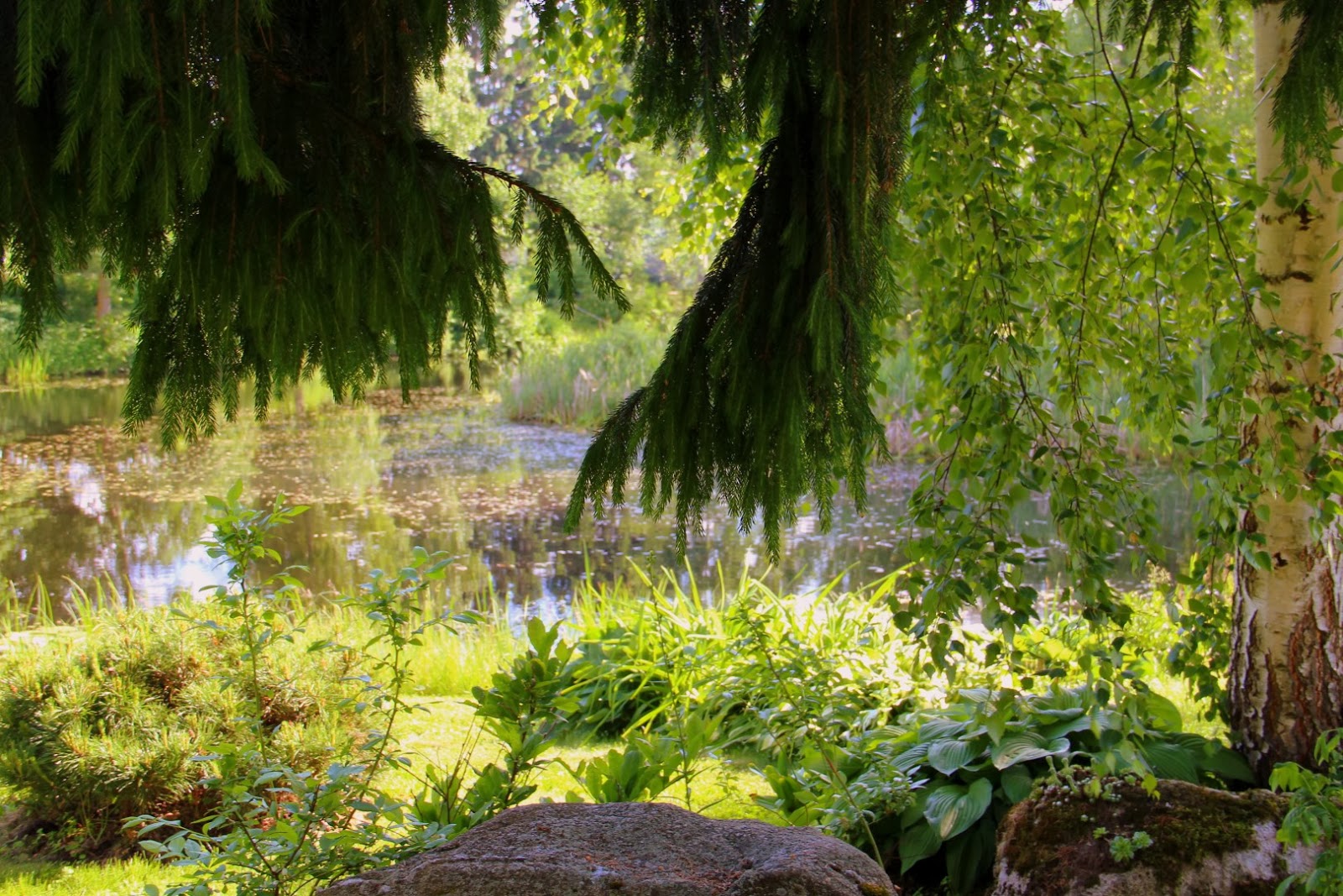 Žvilgsnis į vasaros pievą...