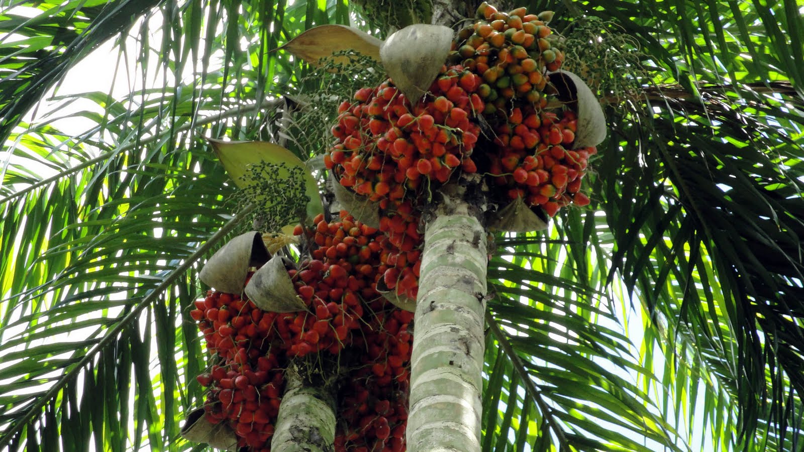 Pupunha | Pupunheira | Pupunha-verde-amarela