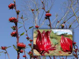 Recetas naturales: Flor de Jamaica Hibiscus o Saril y 15 propiedades ...