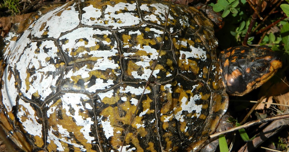 Lise's Log Cabin Life: Why in the World Would Someone Paint a Box ...