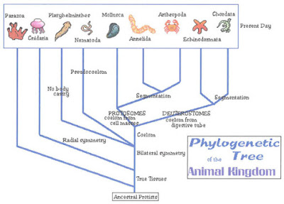 Protist Kingdom Tree