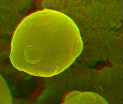 Plante vitalizante: Despre drojdia de bere