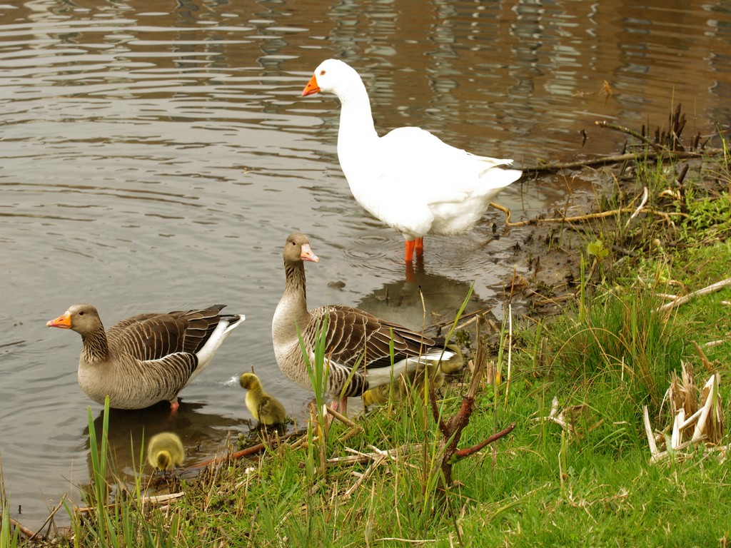 Natuurfotografie Eilandstaete: Ganzensoorten