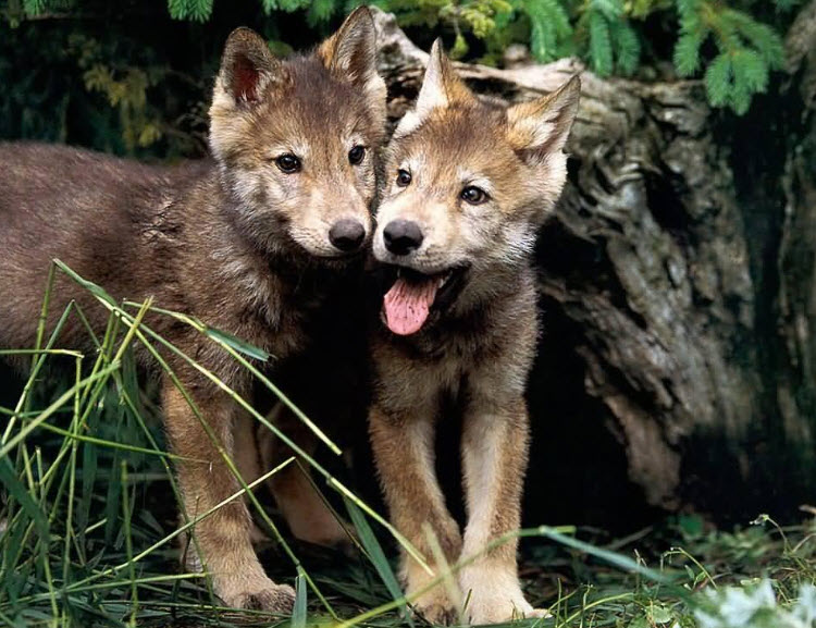 Red Wolf | The Biggest Animals Kingdom