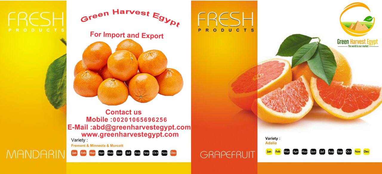 Green Harvest Egypt For Import and Export: Egyptian Fresh mandarin from ...