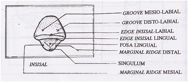 Anatomi Gigi Incisivus Pertama Rahang Bawah | Dental Hygiene