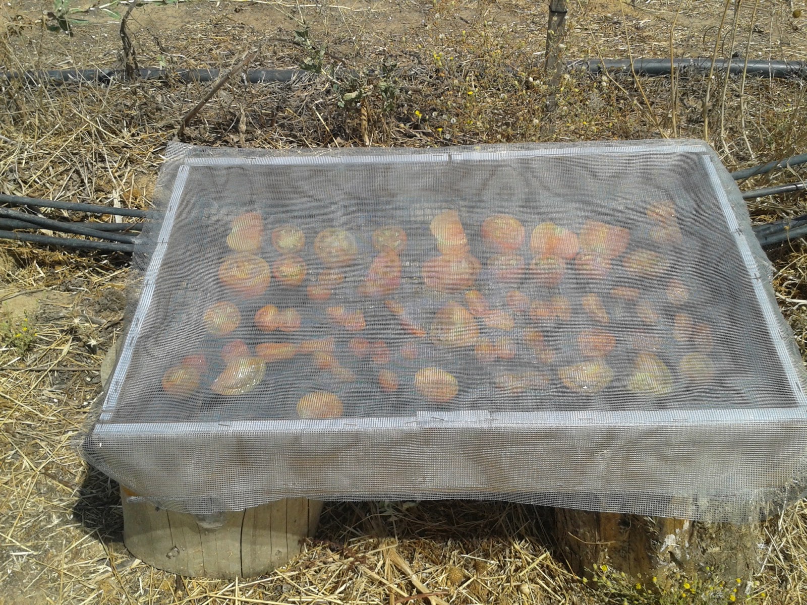 Verdura Pura: SECAR TOMATES AL SOL