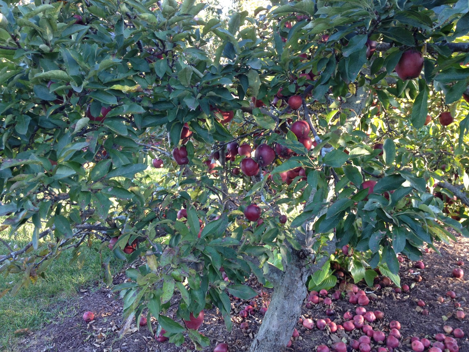 Elfinmoon Elfwytch: September Musings