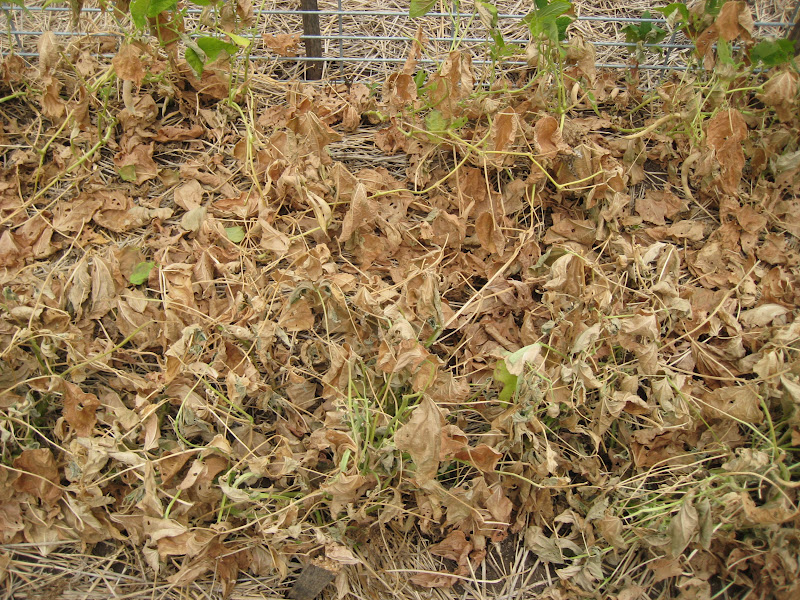 Chicken Creek Journal: Finished