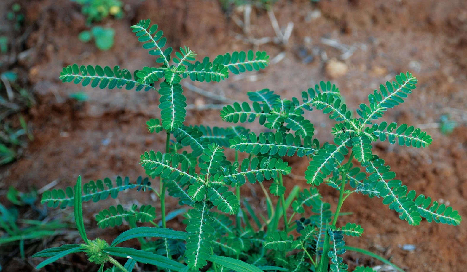 உடல் நலம் காப்போம்: ஏப்ரல் 2015