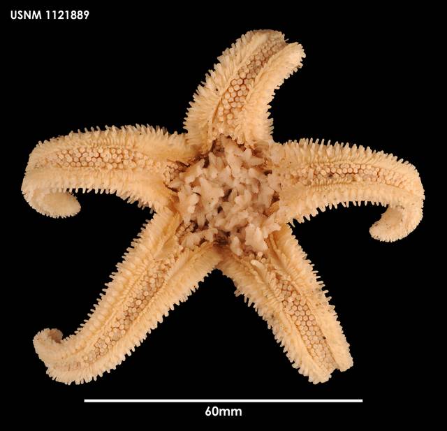 The Echinoblog: The Surprising Evolutionary Tree of Forcipulate ...