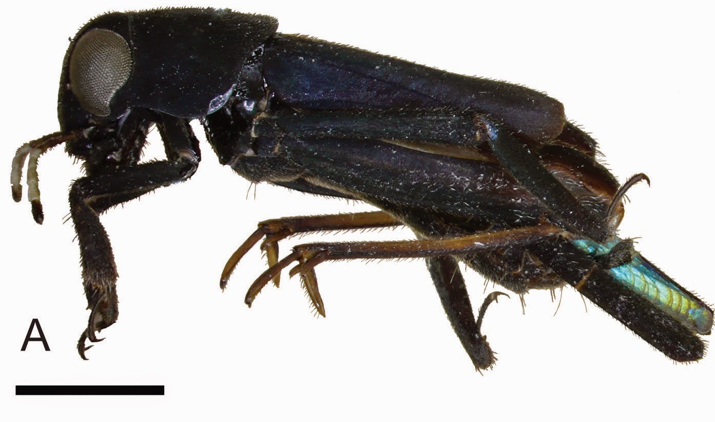 Sciency Thoughts: Three new species of Mud Crickets from Colombia.