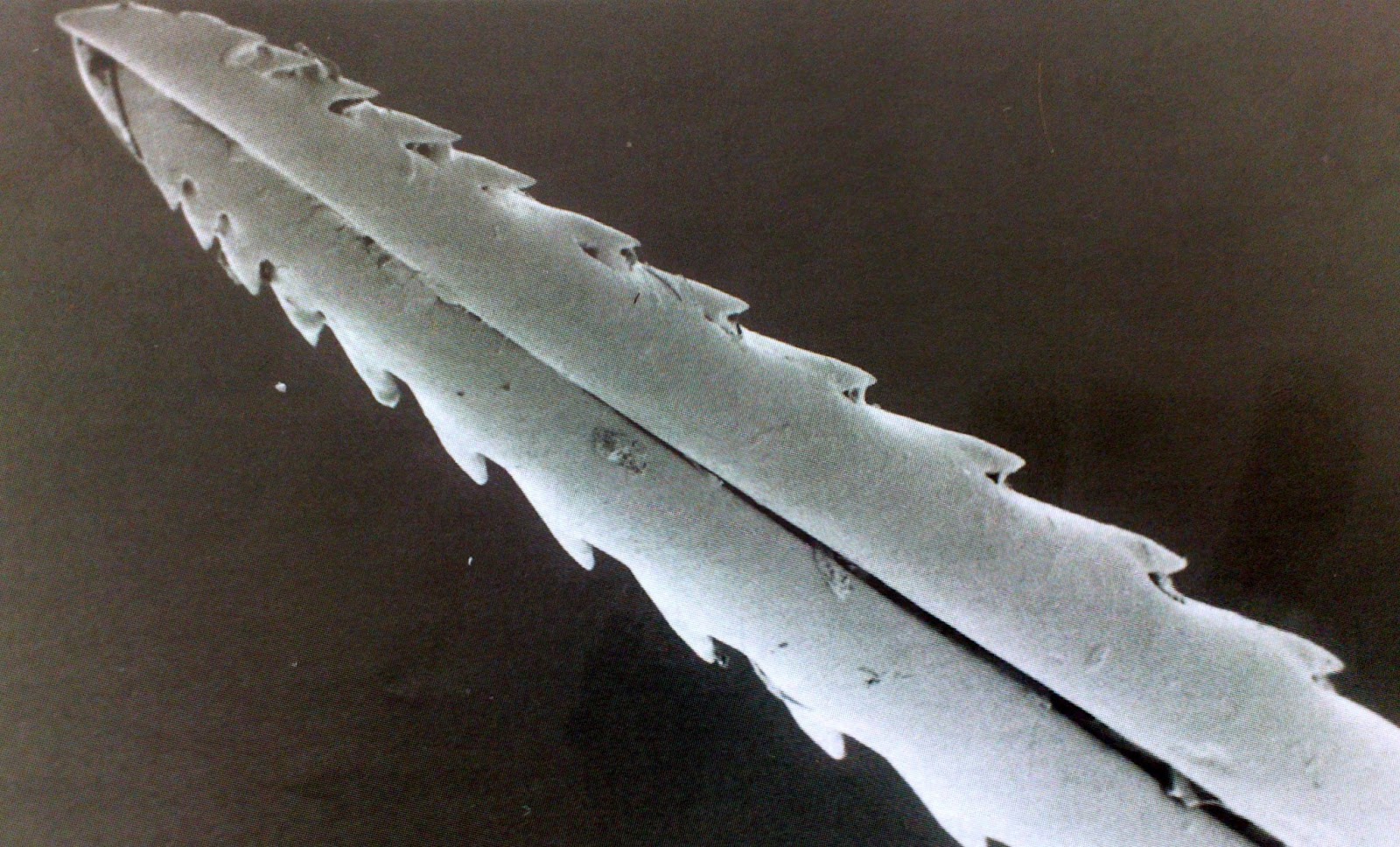 Les toxines animales: Le venin d'abeille