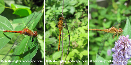 Restoring The Landscape With Native Plants: Insect Diversity ...