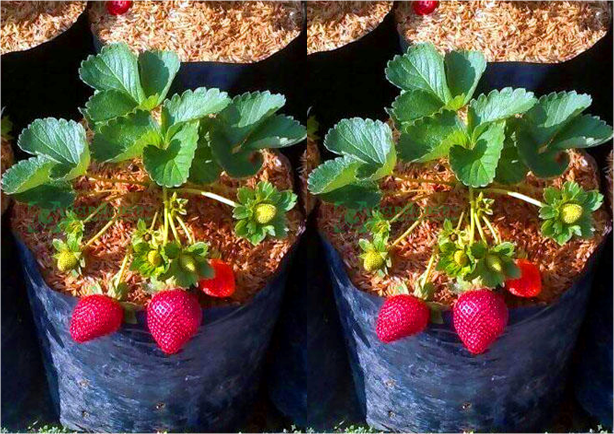 PANDUAN MUDAH PERAWATAN STRAWBERRY DALAM POT | Tips Petani