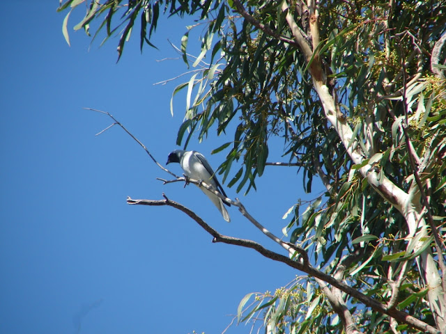 Snap Happy Birding: Australian Hobby and Black-faced Cuckoo-Shrike