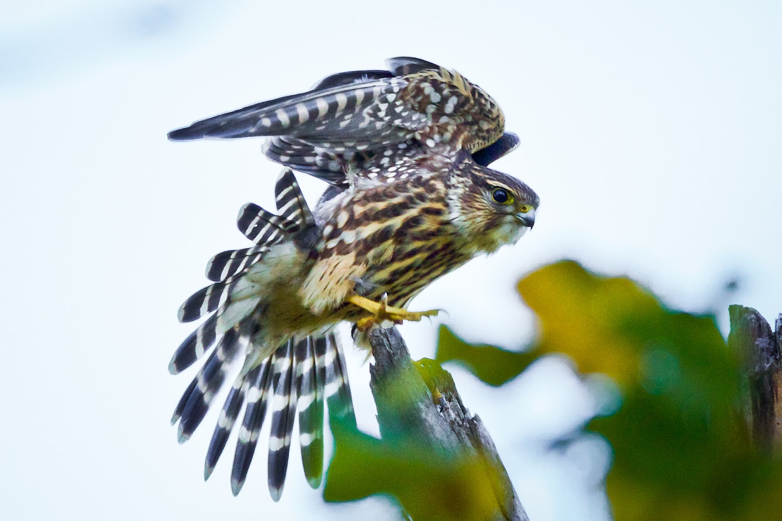 Feather Tailed Stories: Merlin