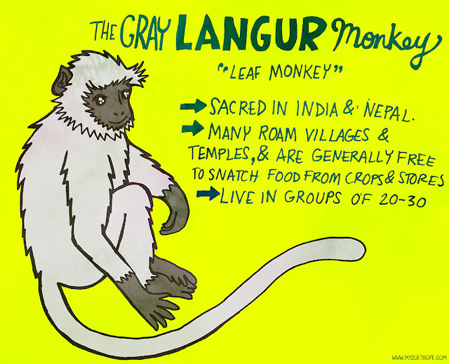 My Zoetrope: 150: The Gray Langur Monkey