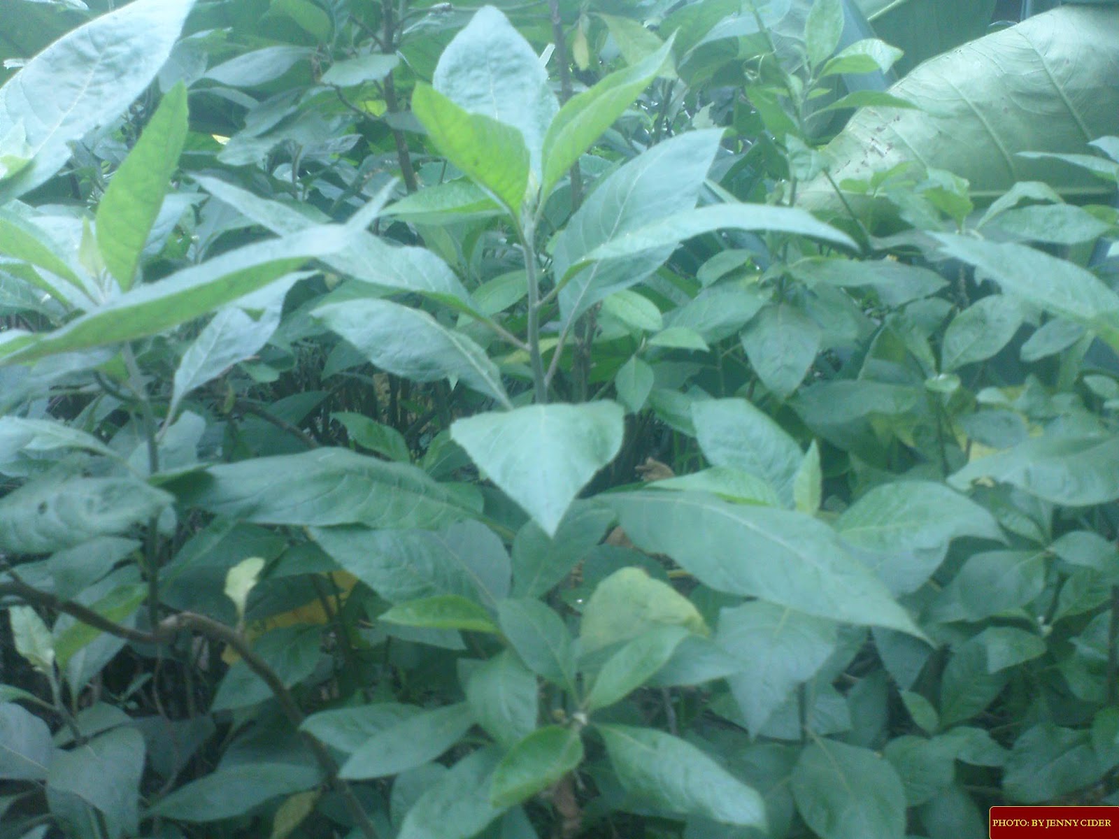 Venonia Amygdalina (Bitter Leaf)