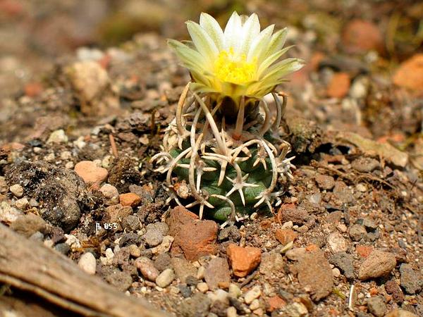 Ecofriendly: Peebles Navajo Cactus