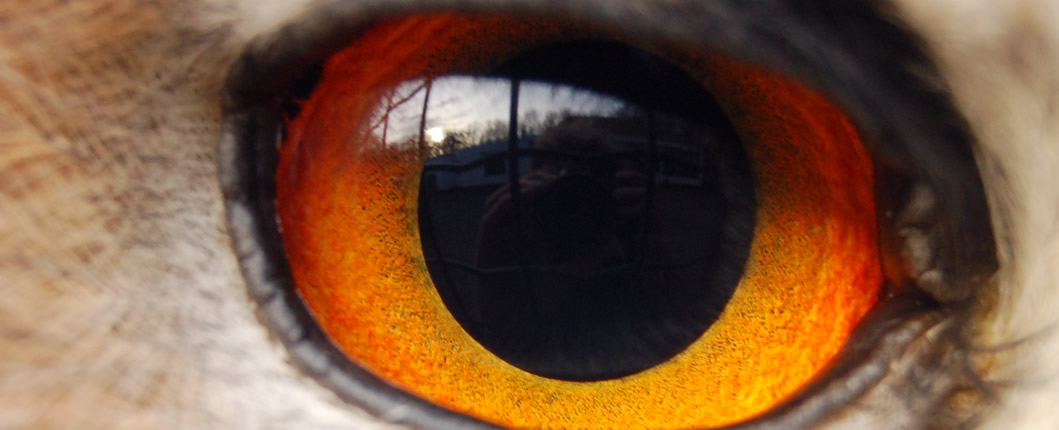 EAGLE EYE AFRIK : FACTS ABOUT EAGLE SIGHT