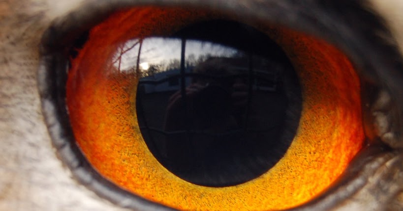 EAGLE EYE AFRIK : FACTS ABOUT EAGLE SIGHT