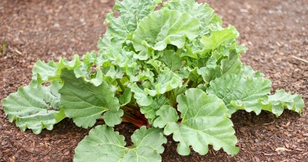 VW Garden: Surprisingly Ornamental 'Victoria' Rhubarb