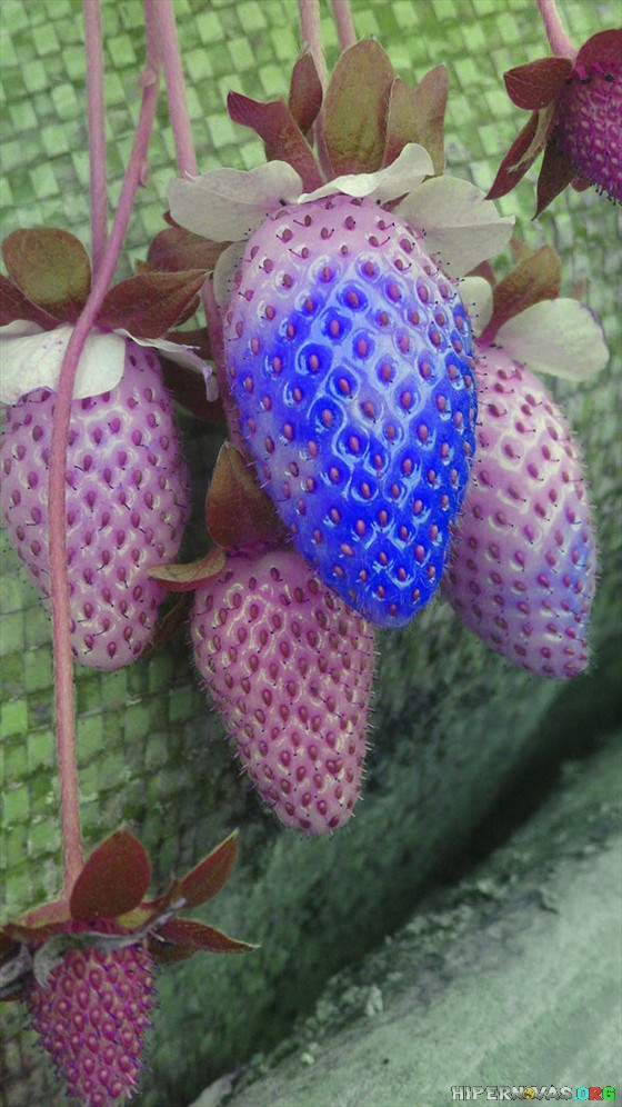 Collections: BLUE STRAWBERRIES