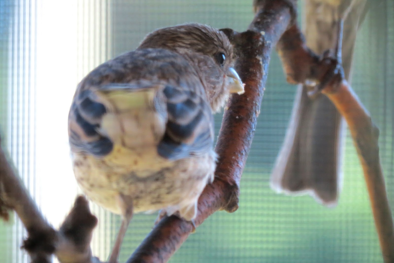 stormidae: Canada Day house finches